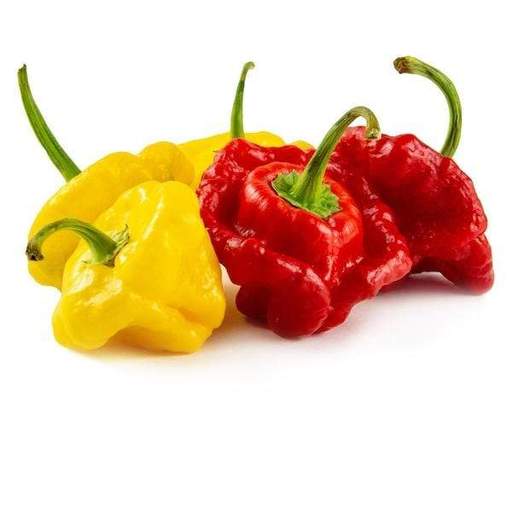 Scotch Bonnet – Blonde Chilli